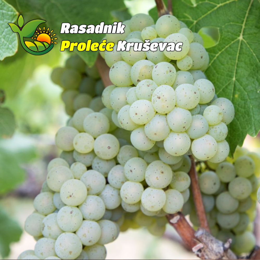 Vinova Loza Rajnski Rizling