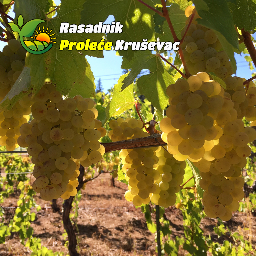 Vinova Loza Šardone