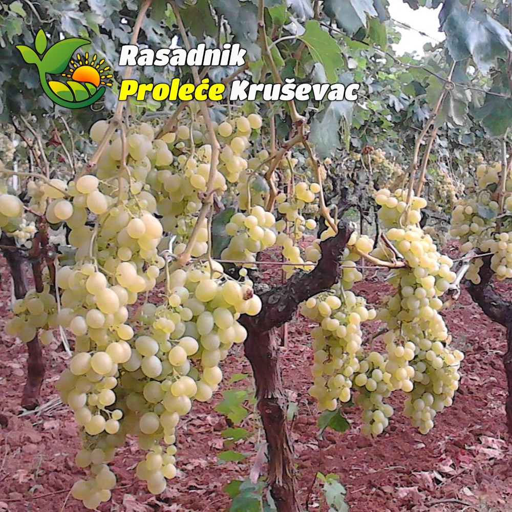 Vinova Loza Viktorija