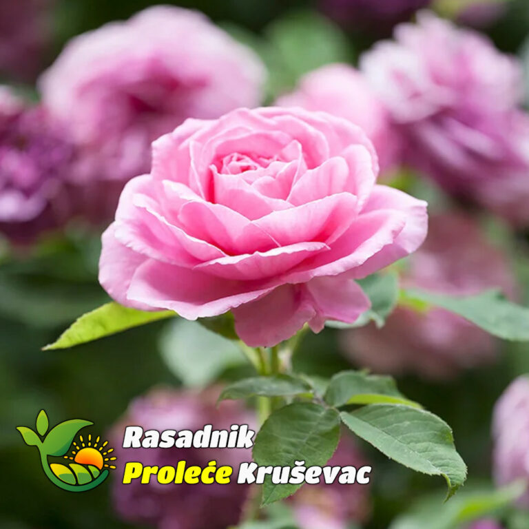 Sadnice Ruža - Rasadnik Proleće Kruševac