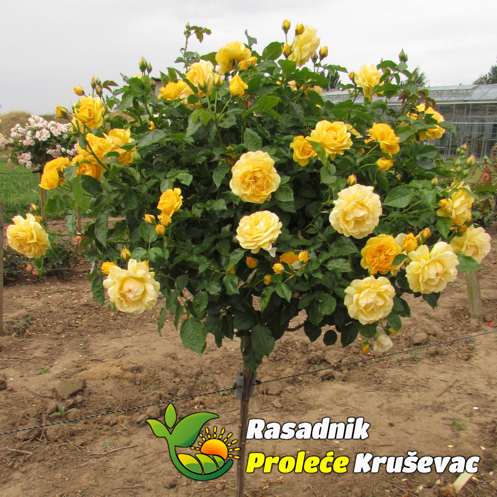 Ruža Stablašica (Kuglasta) - Landora - Rasadnik Proleće Kruševac