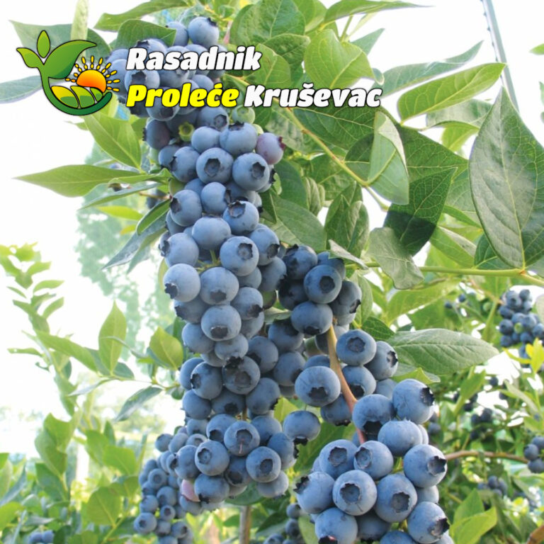 Sadnice Crne Ribizle - Rasadnik Proleće Kruševac