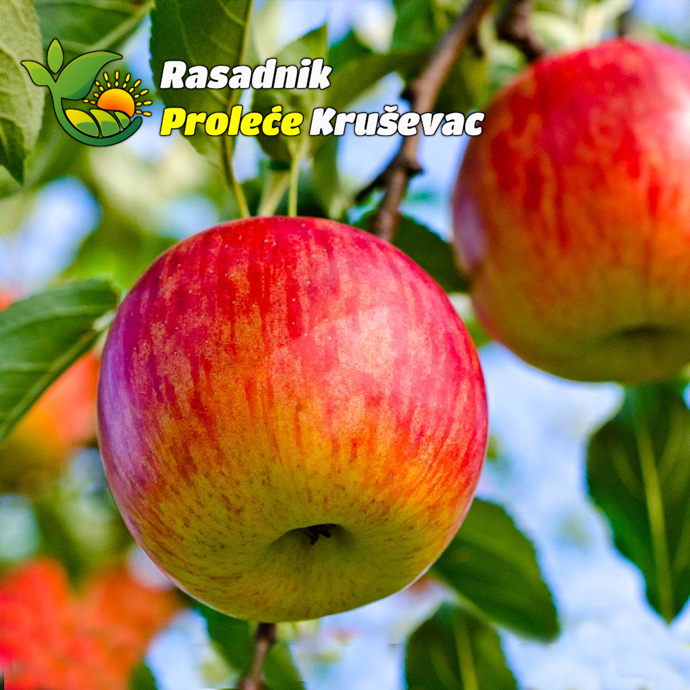 Sadnice Jabuke Fudži