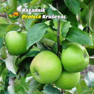 Sadnice Jabuke Zlatni Delišes