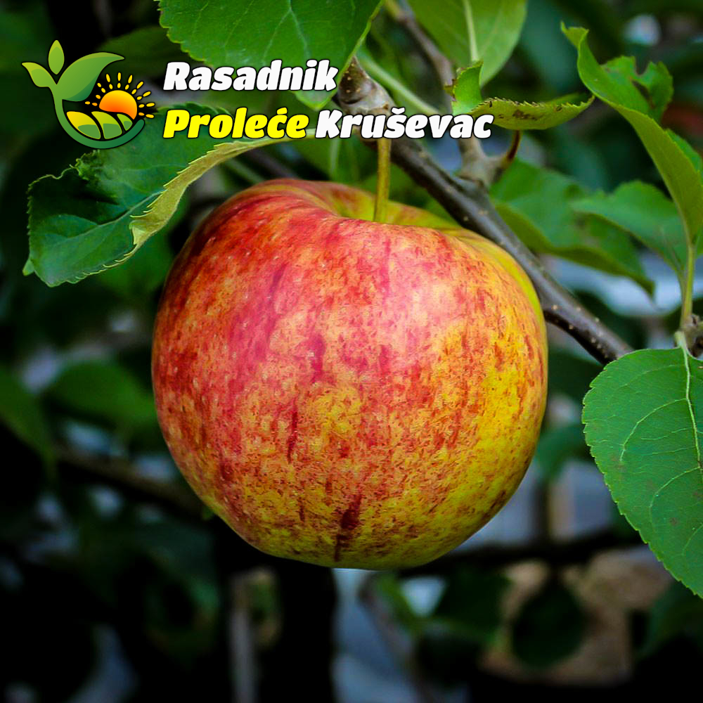 Sadnice Jabuke Jonagold