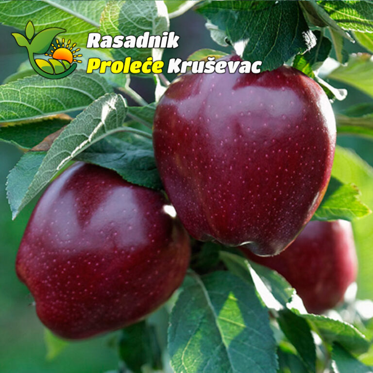 Sadnice Jabuke Kolačara (Stara Sorta) - Rasadnik Proleće Kruševac