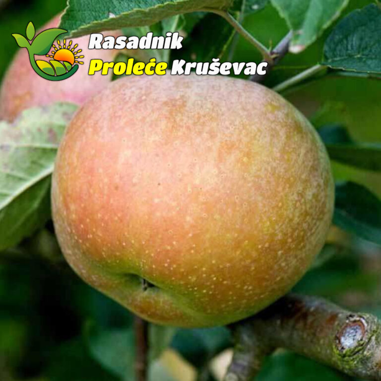 Sadnice Jabuke Budimka (Stara Sorta) - Rasadnik Proleće Kruševac