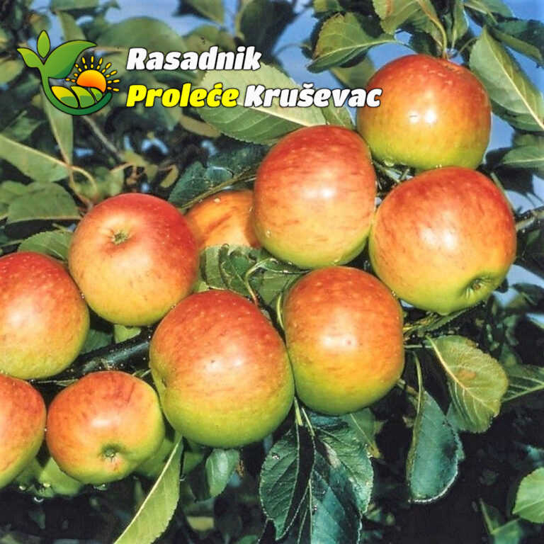 Sadnice Jabuke Florina - Rasadnik Proleće Kruševac