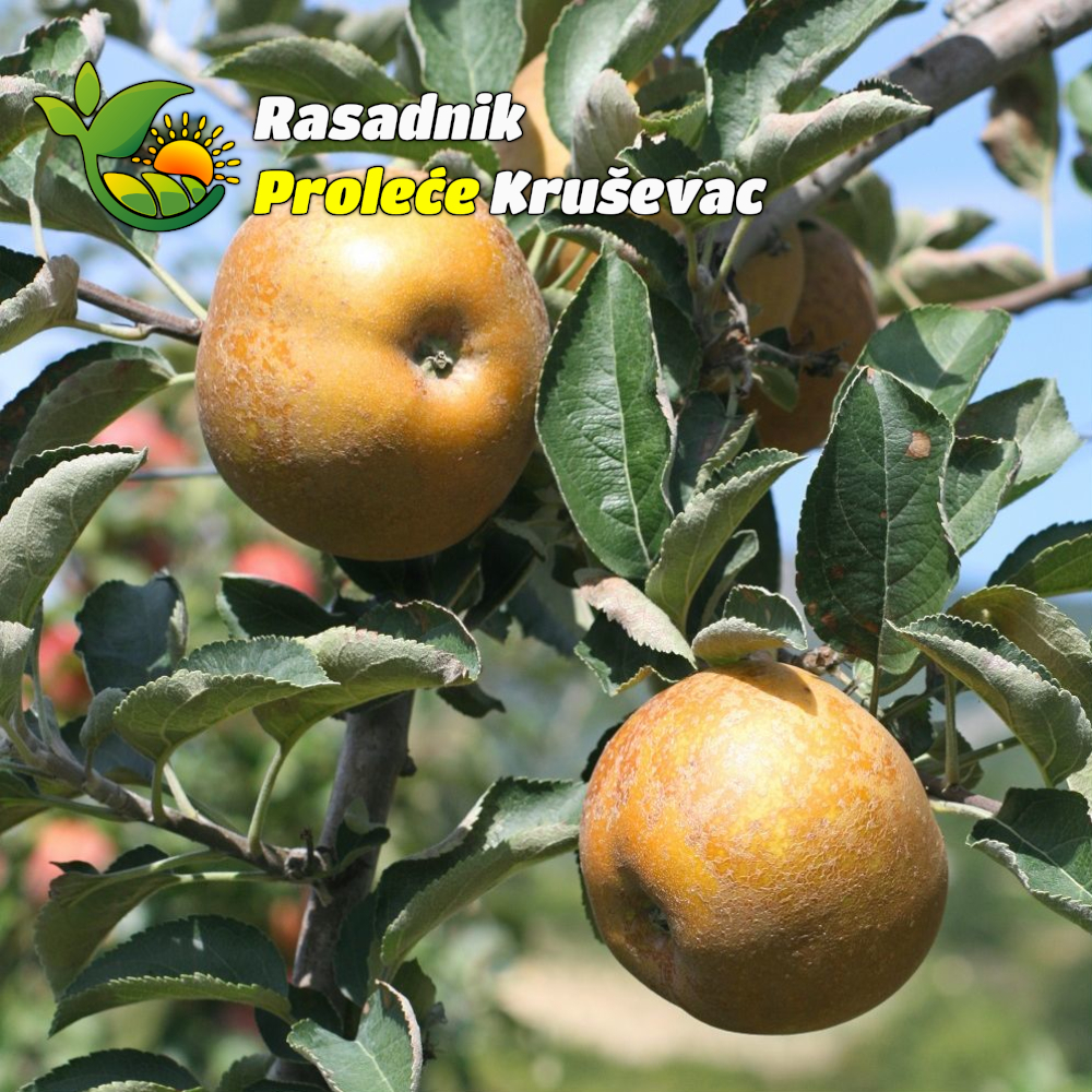 Sadnice Jabuke Kožara (Stara Sorta)