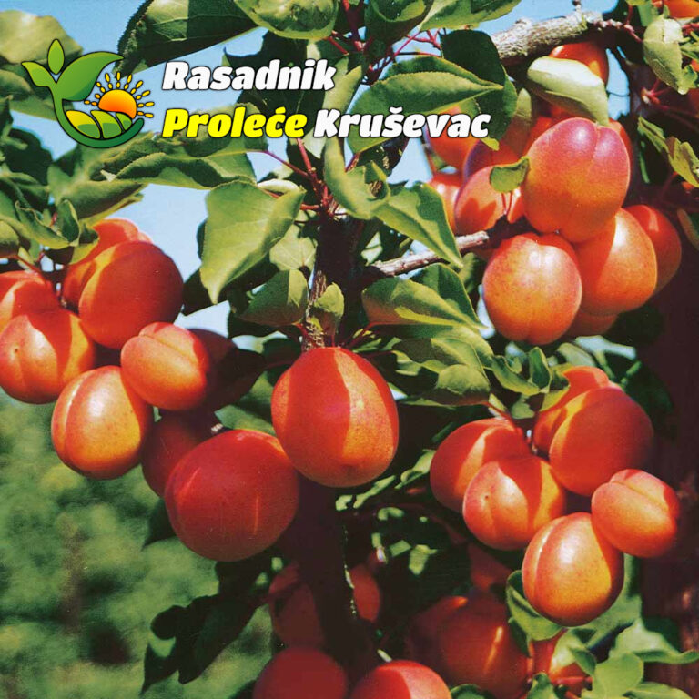 Sadnice Kajsije Novosadska Rodna - Rasadnik Proleće Kruševac