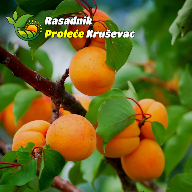 Sadnice Kajsije Novosadska Rodna - Rasadnik Proleće Kruševac