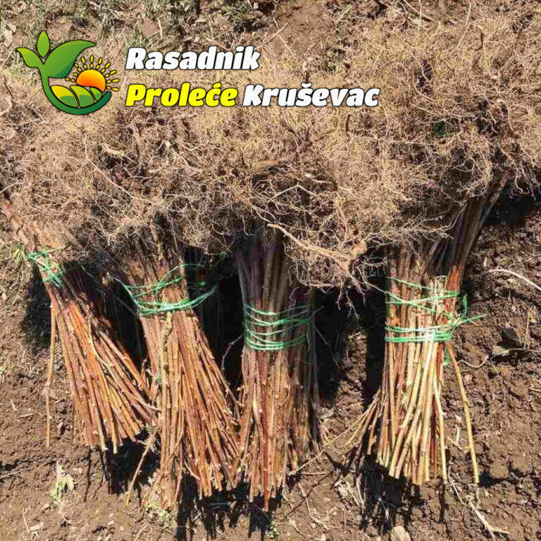 Sadnice Maline Polana - Rasadnik Proleće Kruševac