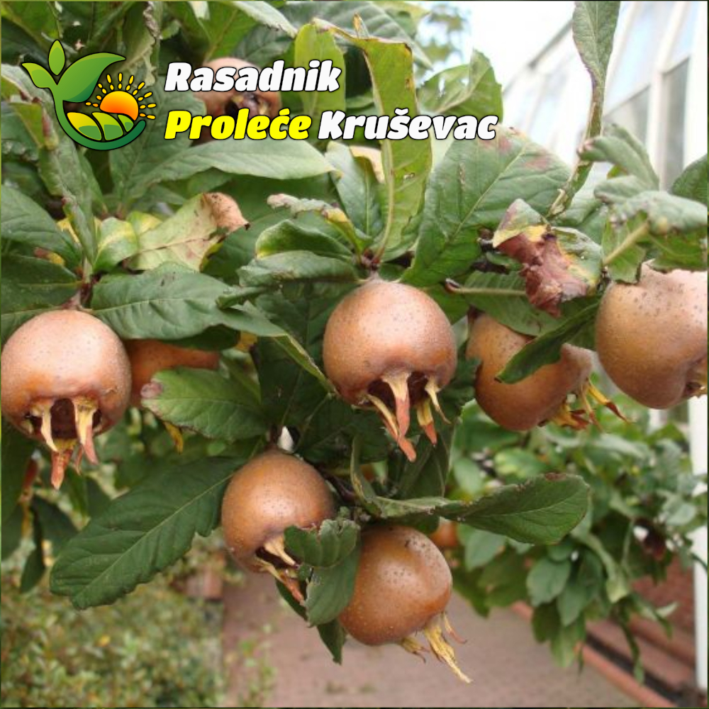 Sadnice Mušmule Rojal