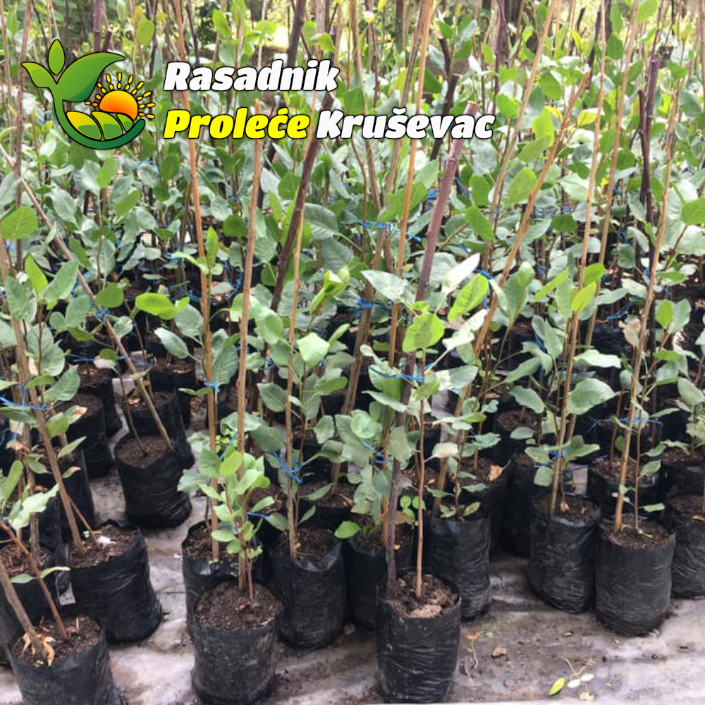 Sadnice Pistaća - Rasadnik Proleće Kruševac