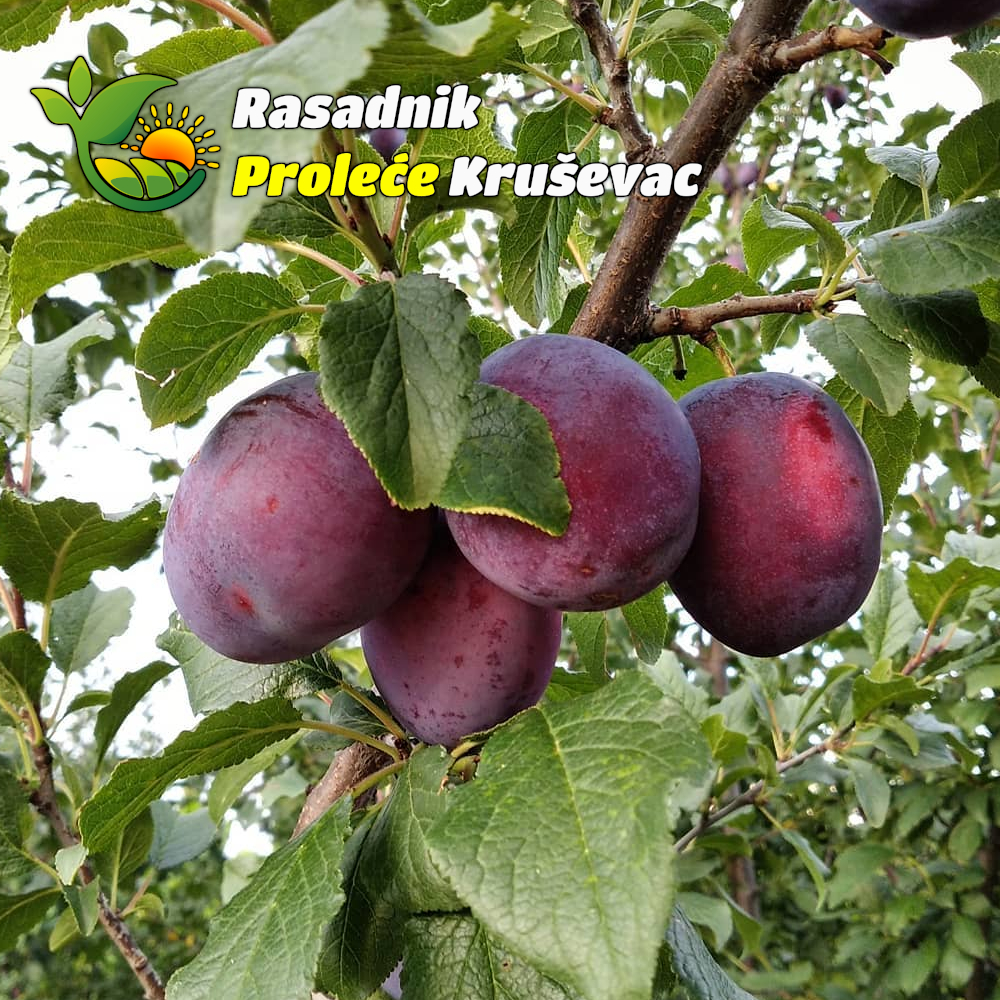 Sadnice Šljive Stenlej - Rasadnik Proleće Kruševac