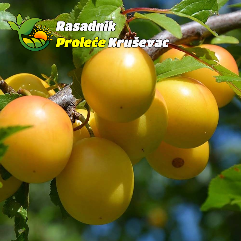 Sadnice Šljive Ruska Dženarika
