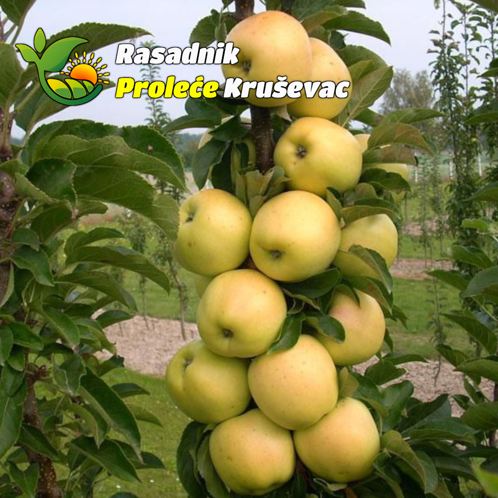 Stubasta Jabuka Zelena