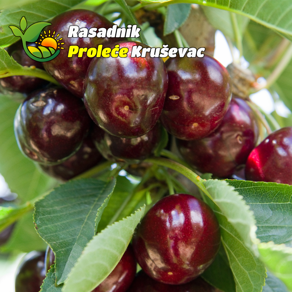 Sadnice Trešnje Burlat