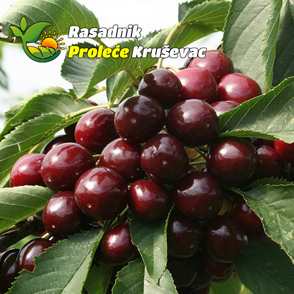 Sadnice Trešnje Regina