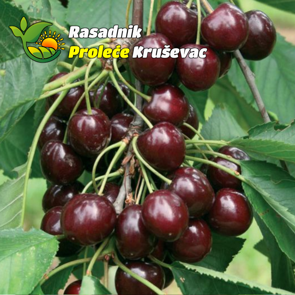 Sadnice Trešnje Sanberst