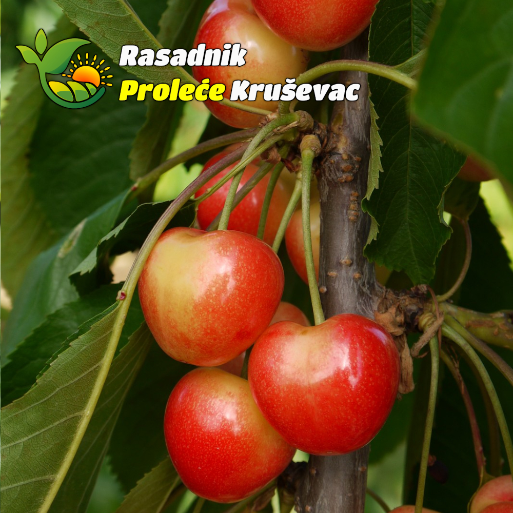 Sadnice Trešnje Žuto-Crvena