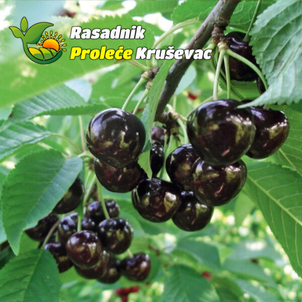 Sadnice Višnje Španska Marela