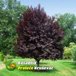 Crvenolisna Šljiva - Rasadnik Proleće Kruševac