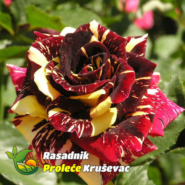 Sadnice Ruža - Rasadnik Proleće Kruševac