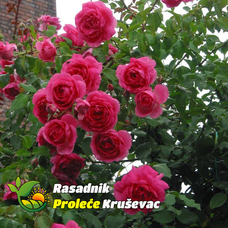 Sadnice Ruža - Rasadnik Proleće Kruševac