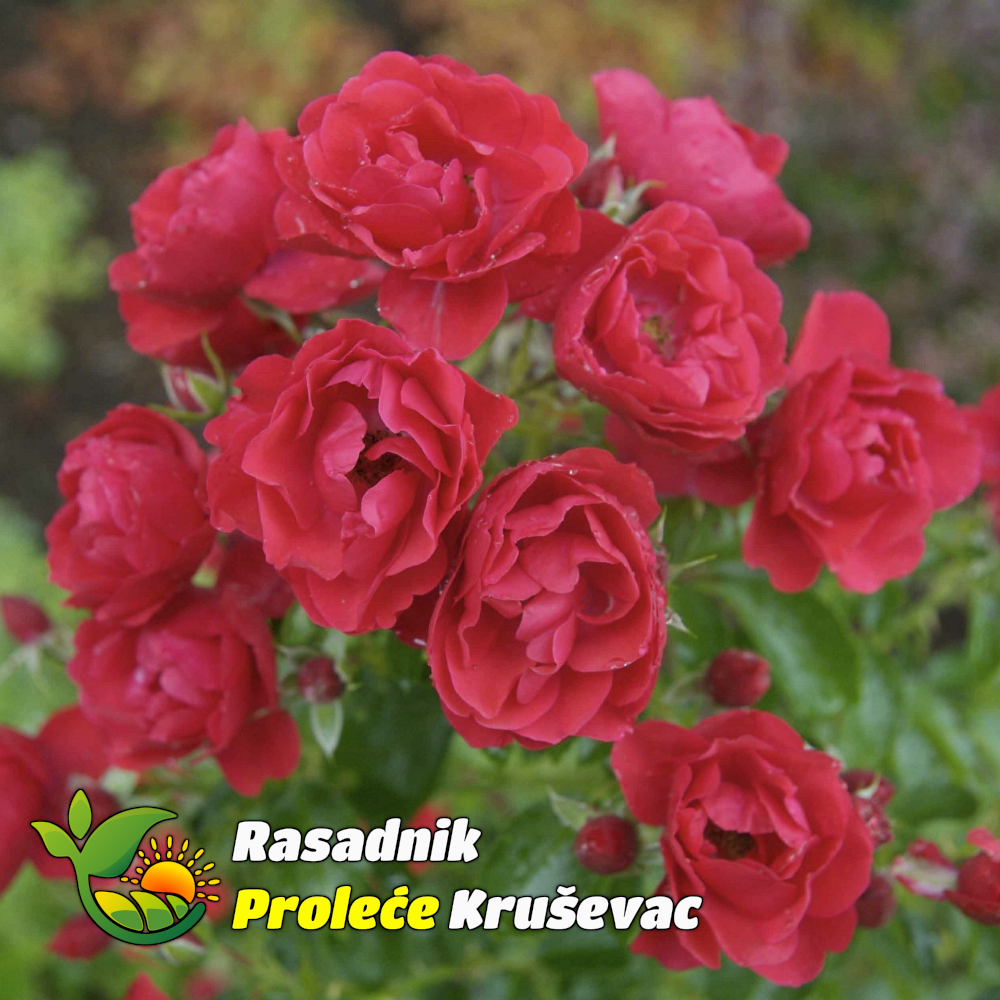 Ruža Stablašica Skarlet Crvena Padajuća