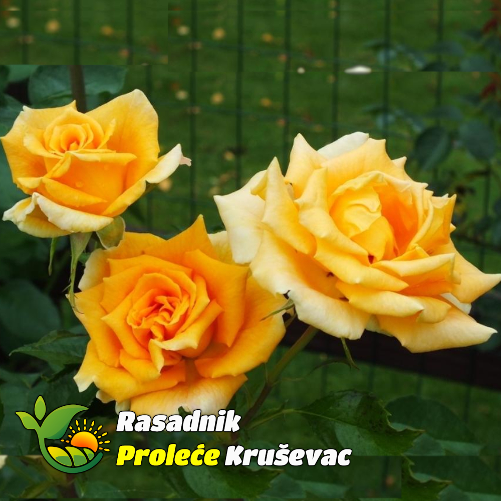 Ruža Stablašica Monika Gold