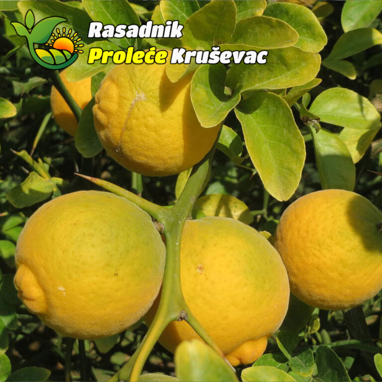 Sibirski Limun - Rasadnik Proleće Kruševac