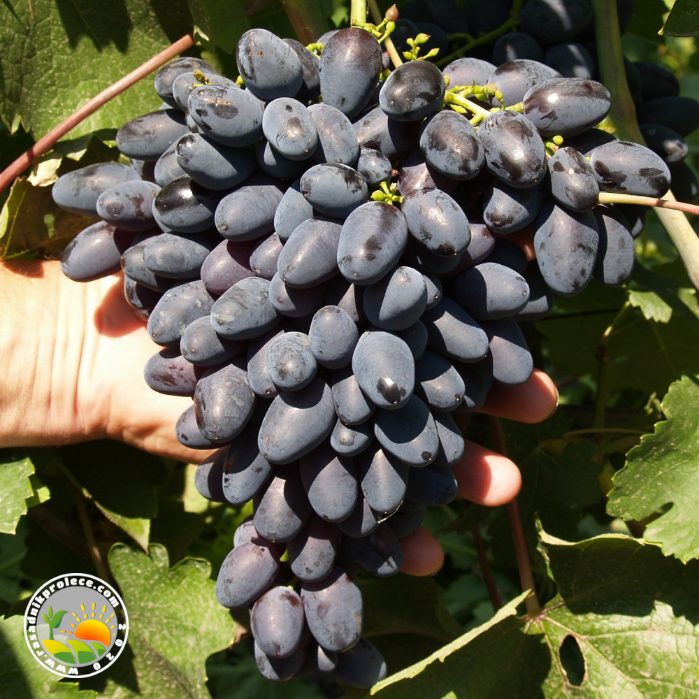 Vinova Loza Moldova - Neprskanac