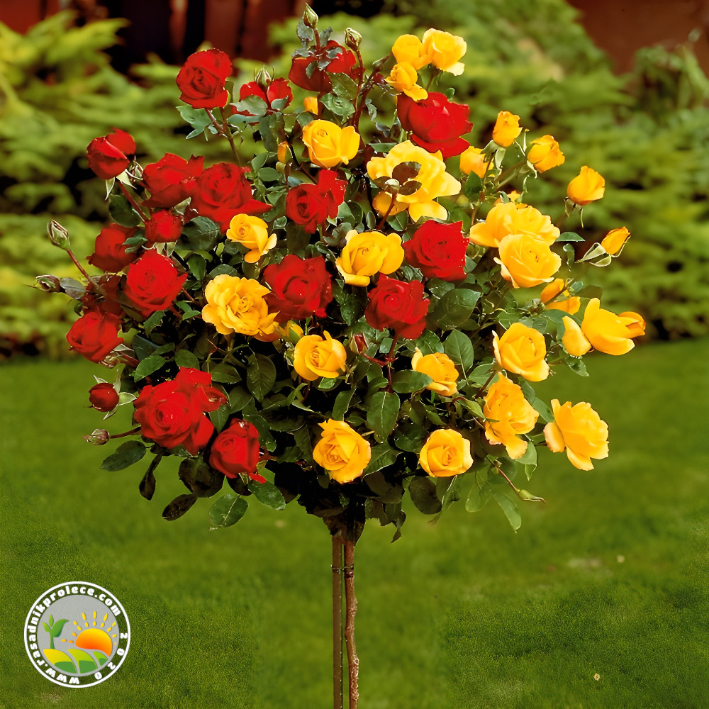 Dvobojna Ruža Stablašica Crveno-Žuta