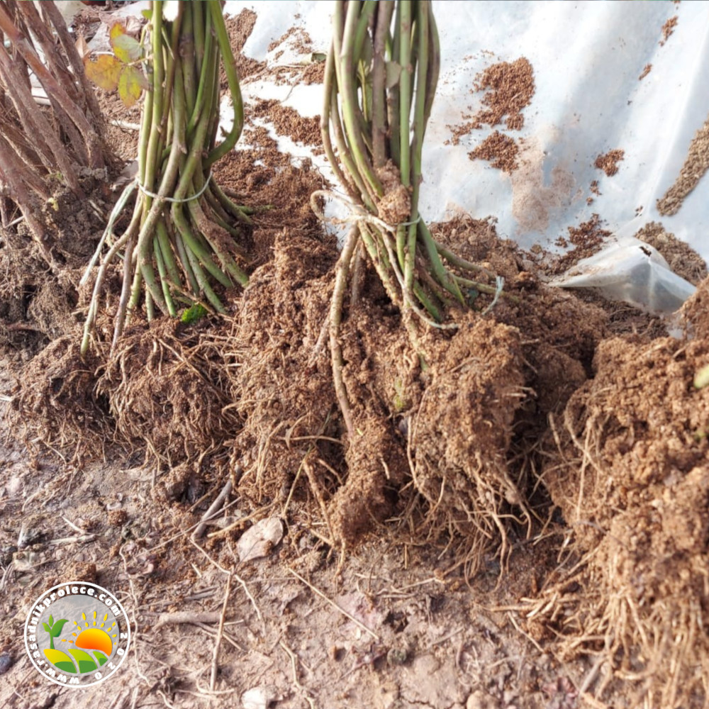 Sadnice Kupine Tri Krune