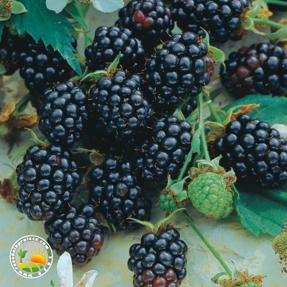 Sadnice Kupine Tri Krune