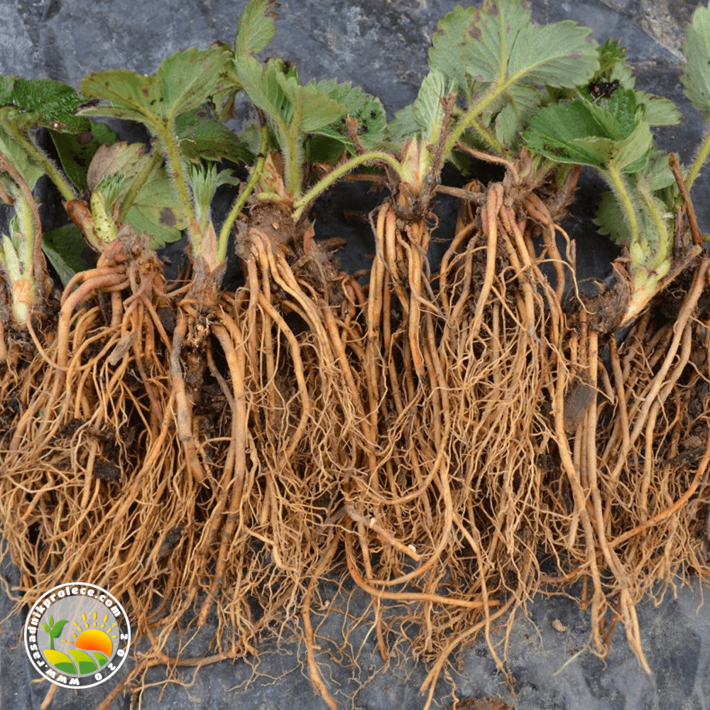 Svež Rasad Jagoda (živići)