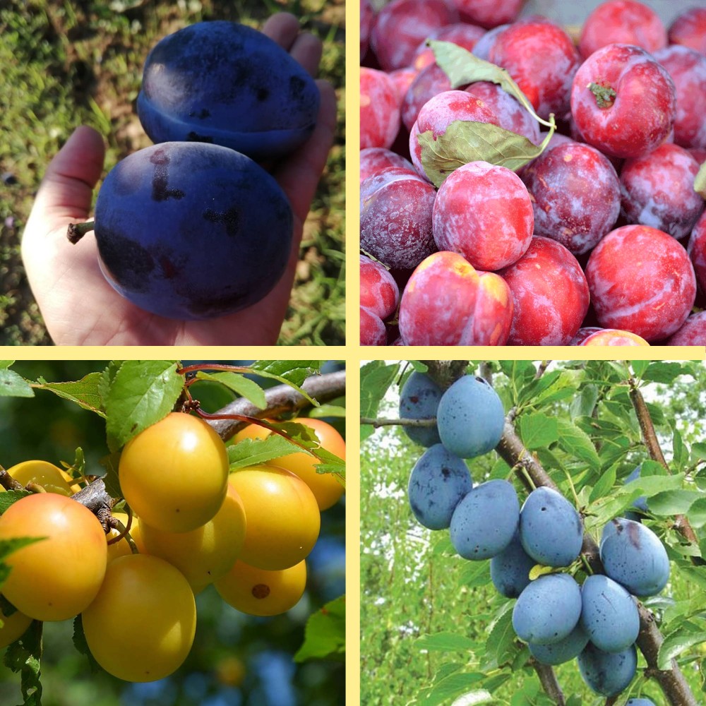 Sadnice Šljive - Rasadnik Proleće