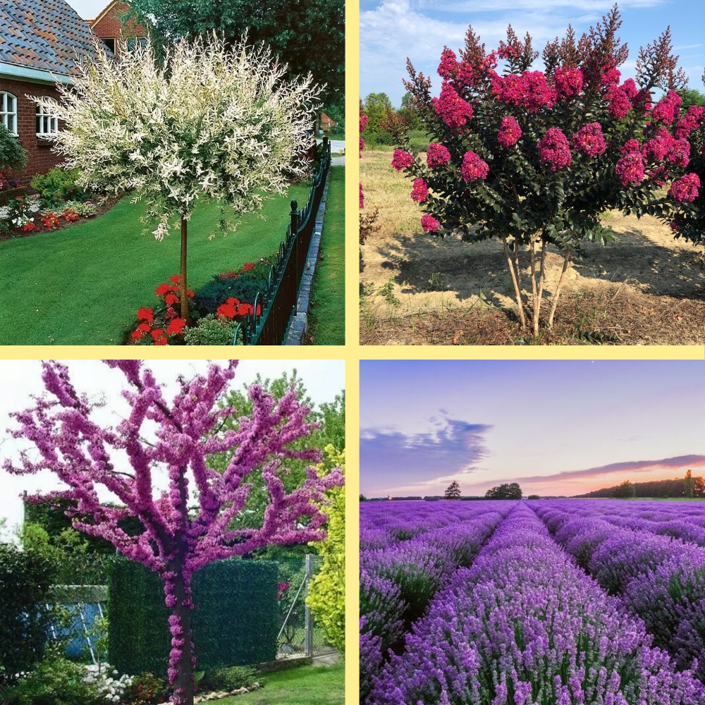 Ukrasne Biljke i Ukrasno Drveće za Dvorište