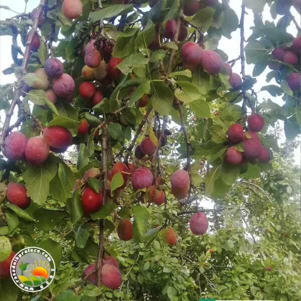 Sadnice Šljive Crvena Ranka