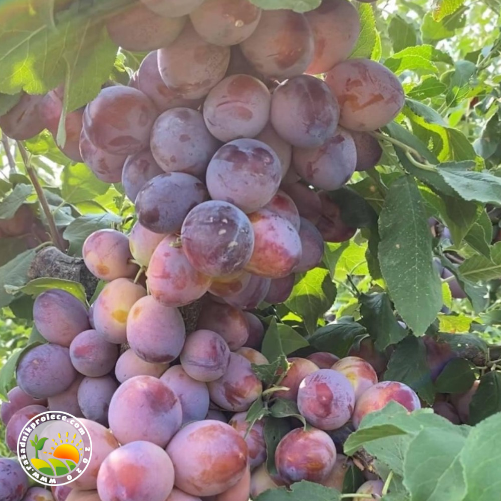 Sadnice Šljive Crvena Ranka