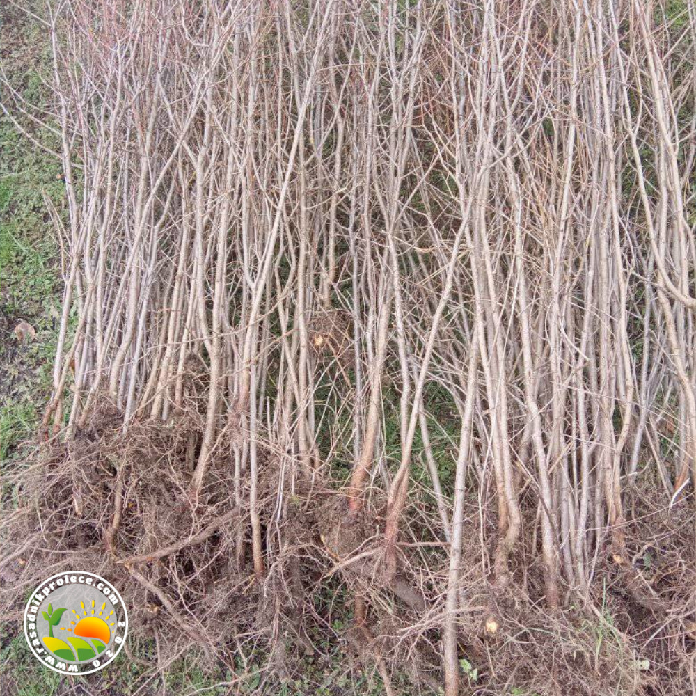 Sadnice Šljive Crvena Ranka