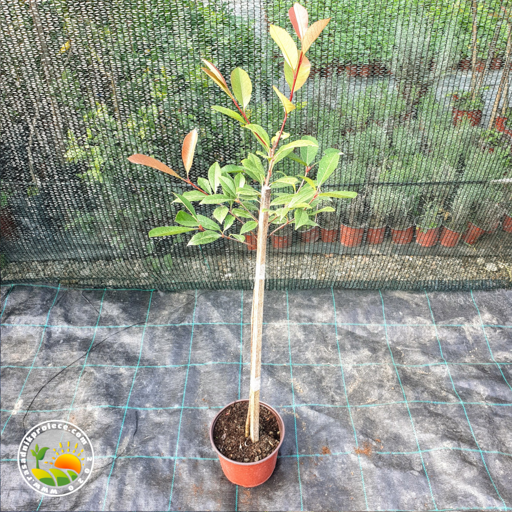 Fotinia "Red Robin" u Saksiji