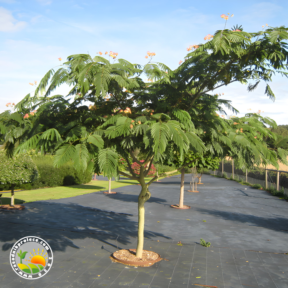 Albicija (Kineska Mimoza)